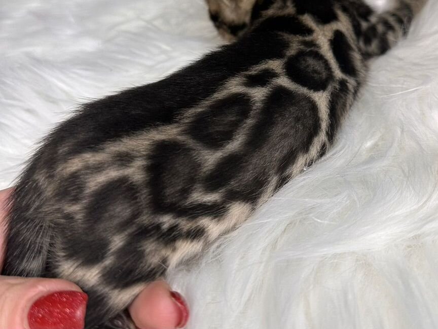 Девочка с родословной