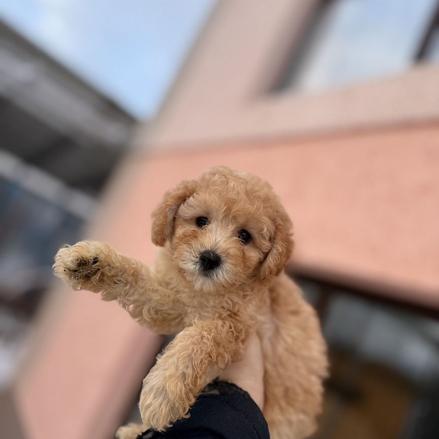 Той-пудель, щенок