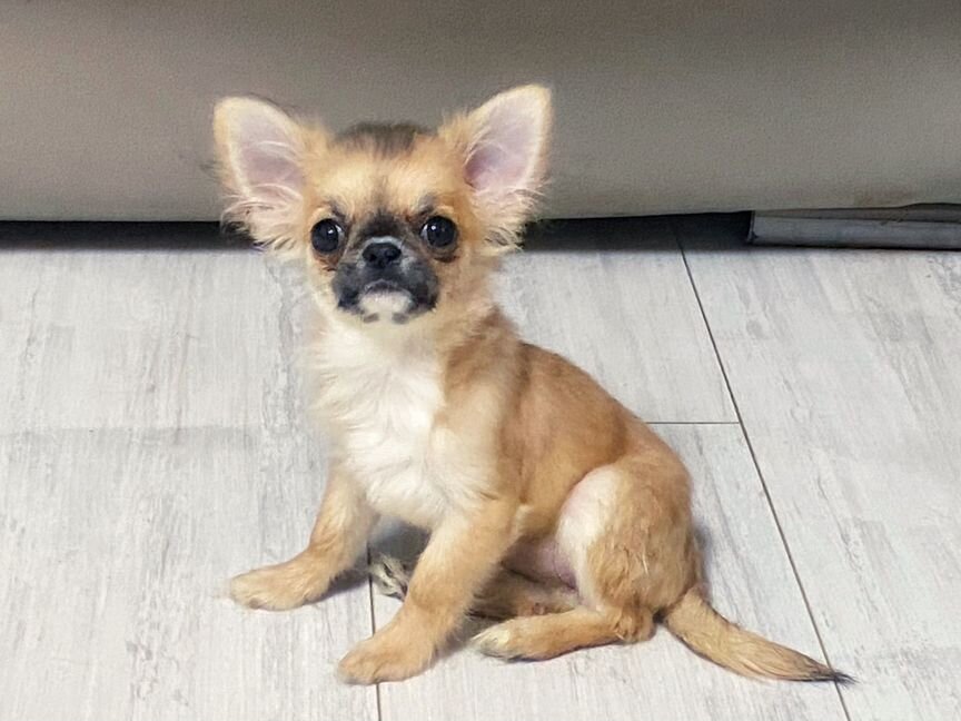 5 мес Пчёлка необыкновенна хороша мини гарантия