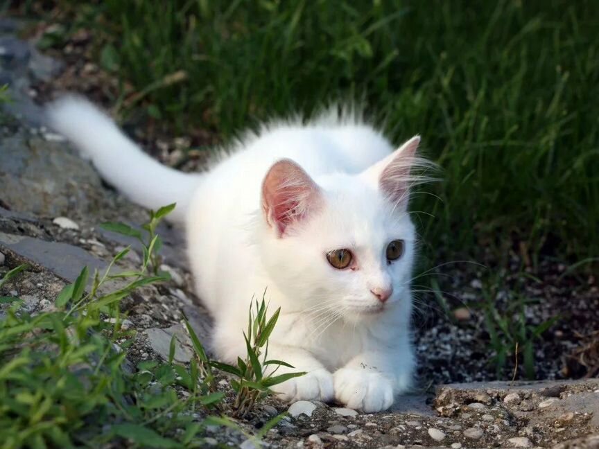 Котомальчик
