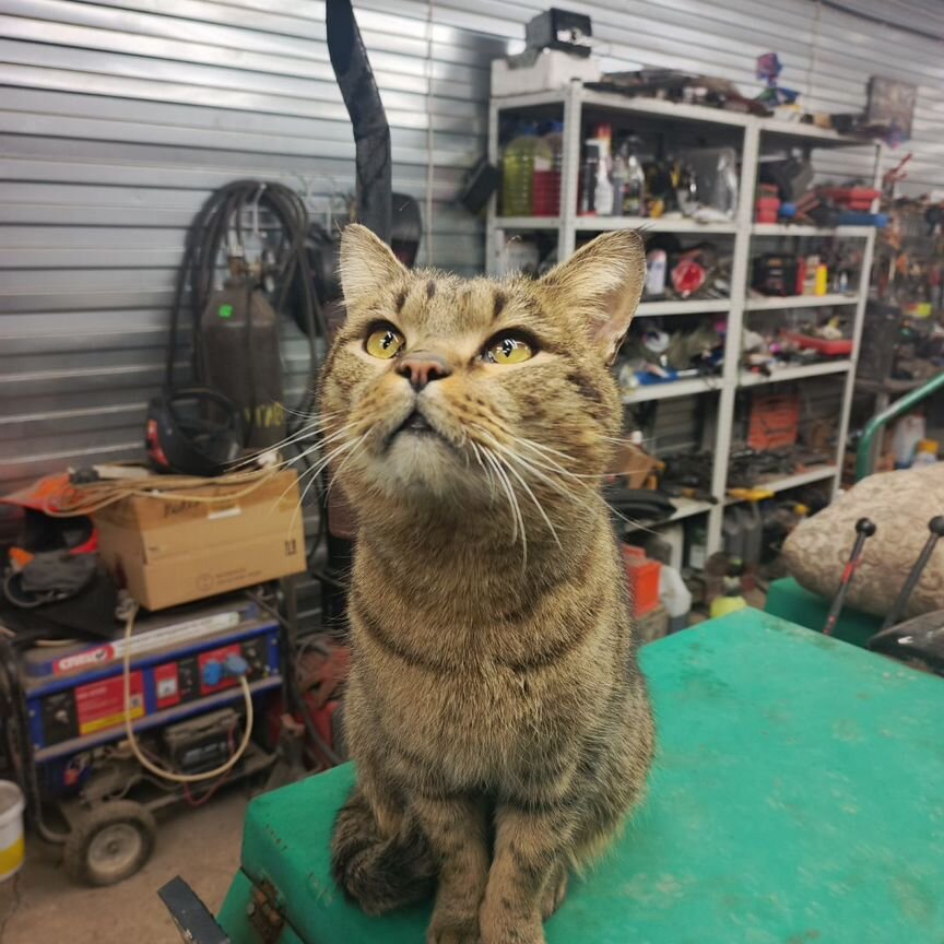 Взрослый кот в добрые руки