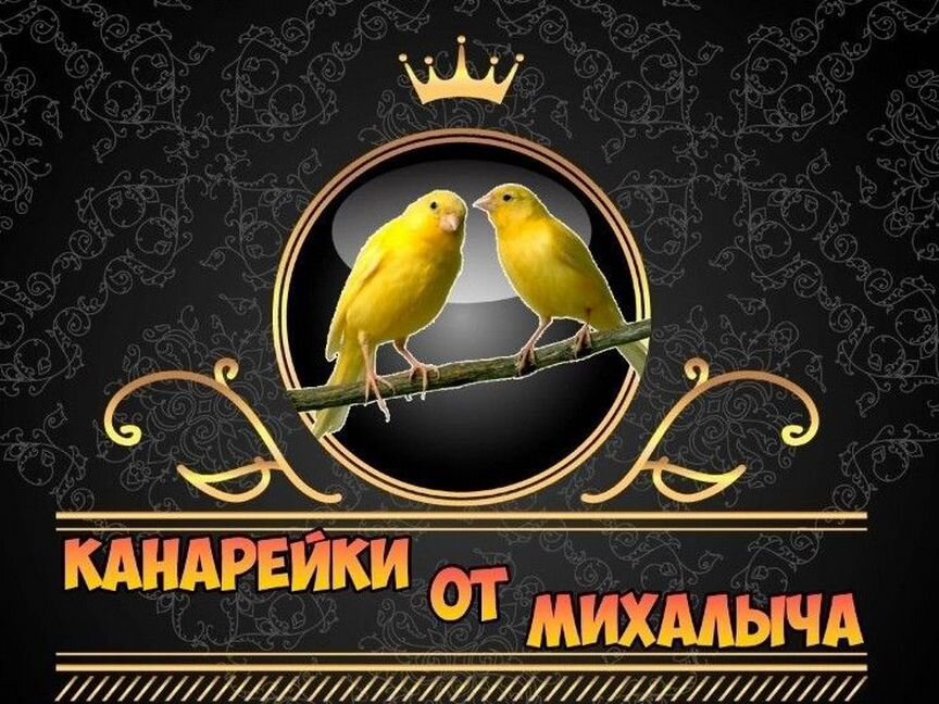 Кенара и канарейки