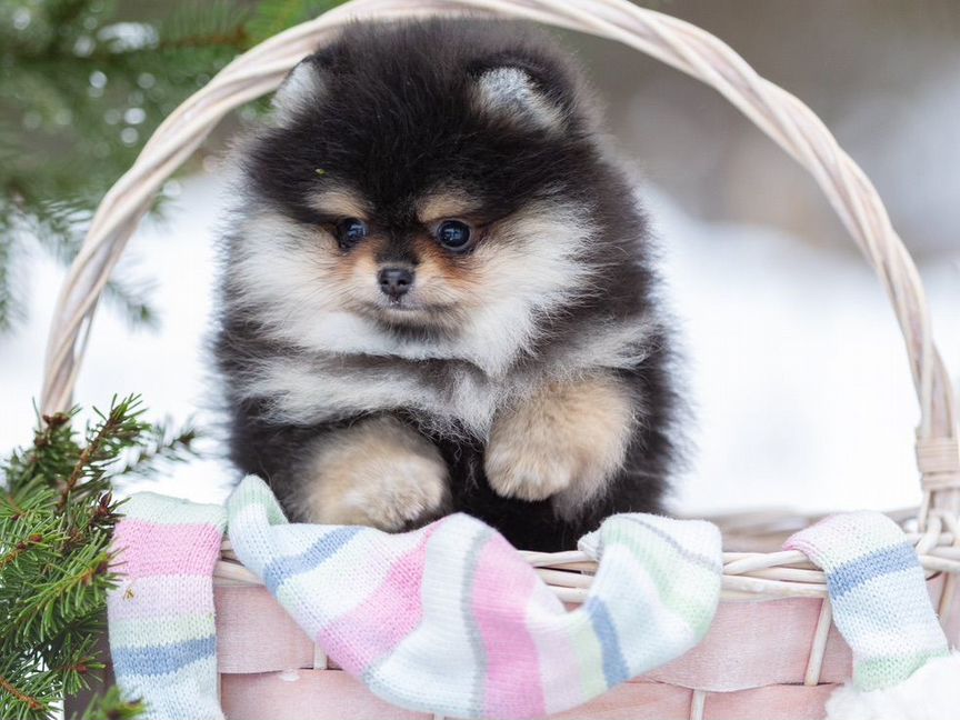 3 девочки и 2 мальчика шпица