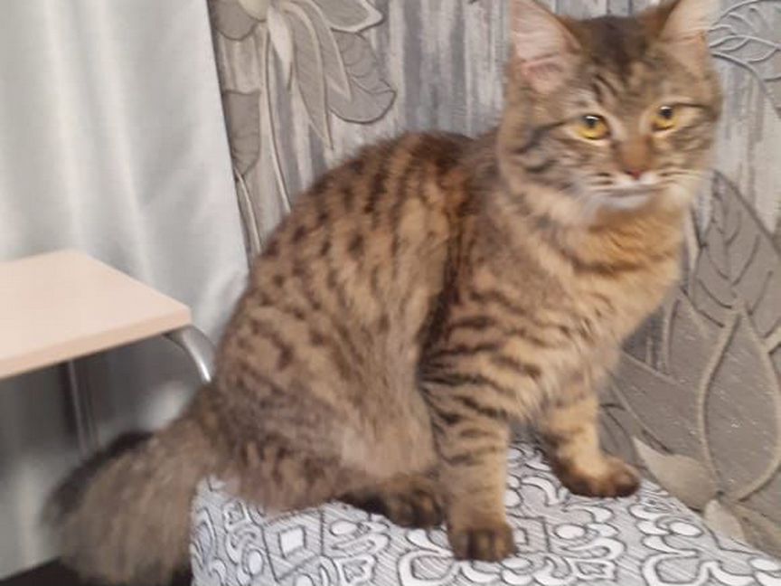 Котёнок Василиса