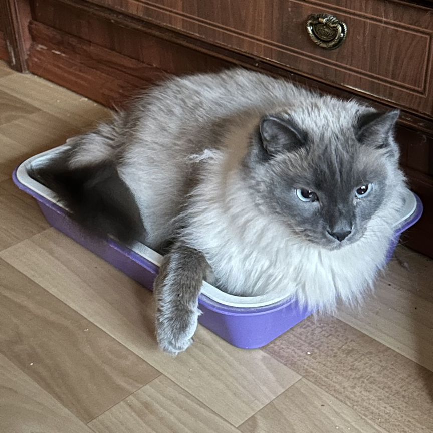 Персидская кошка, взрослая