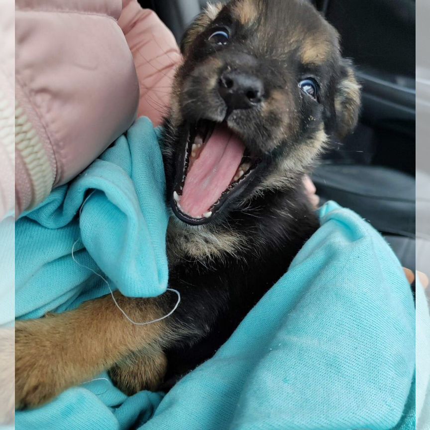 Щенок в добрые руки