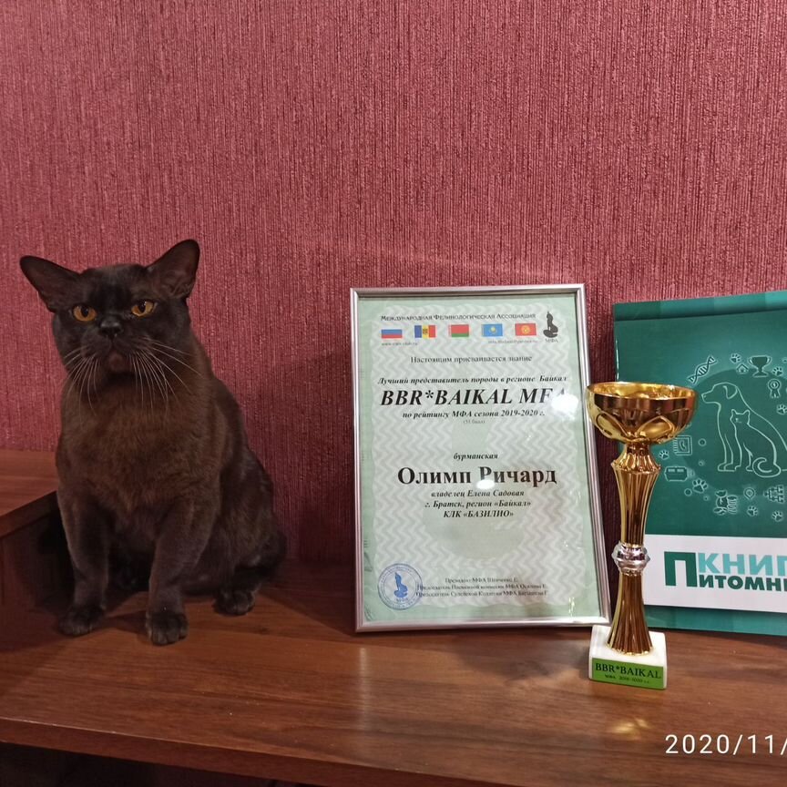 Кот вязка