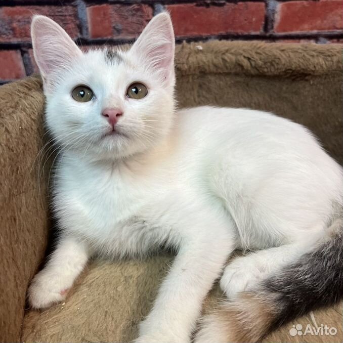 Котенок девочка Стеша 3 мес ищет дом