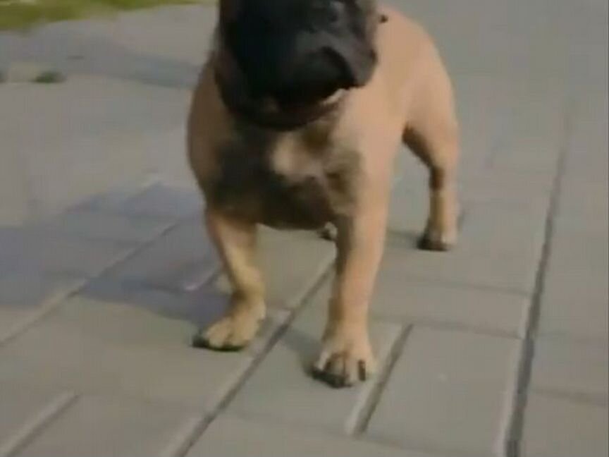 Собака французский бульдог