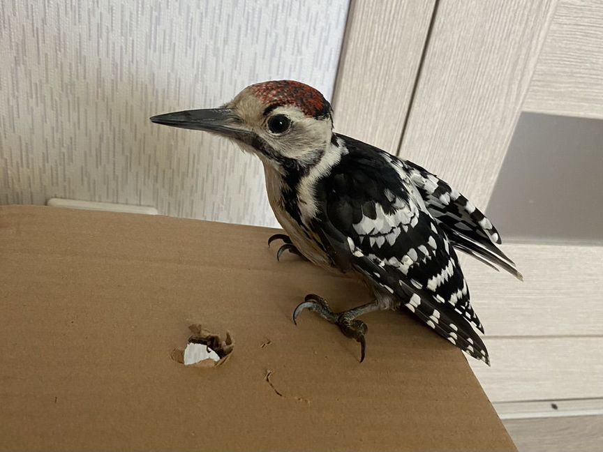 Птица дятел