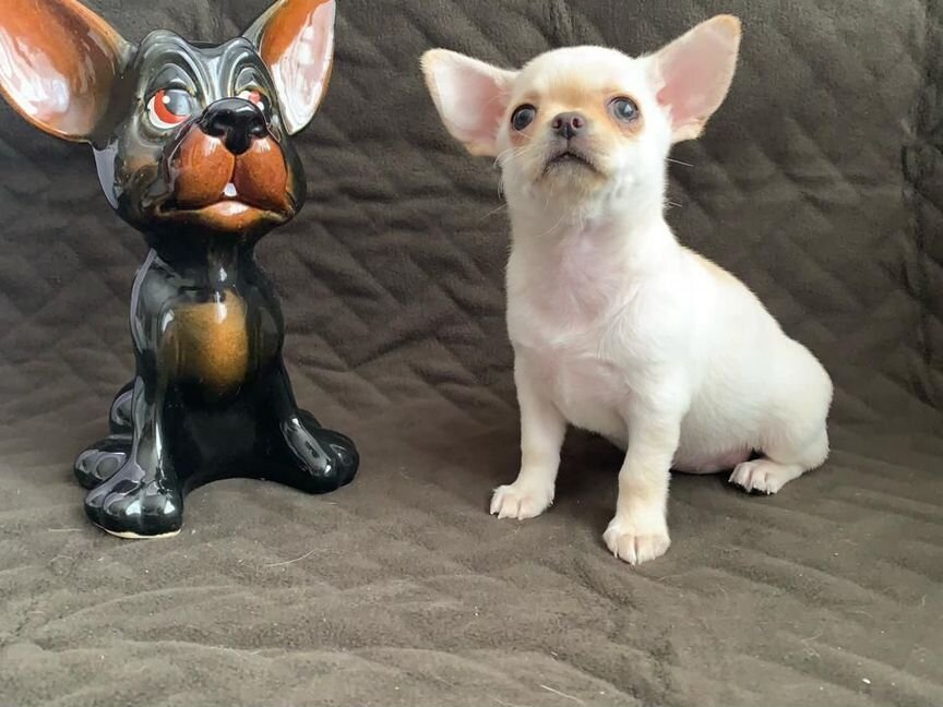 Чихуахуа девочка