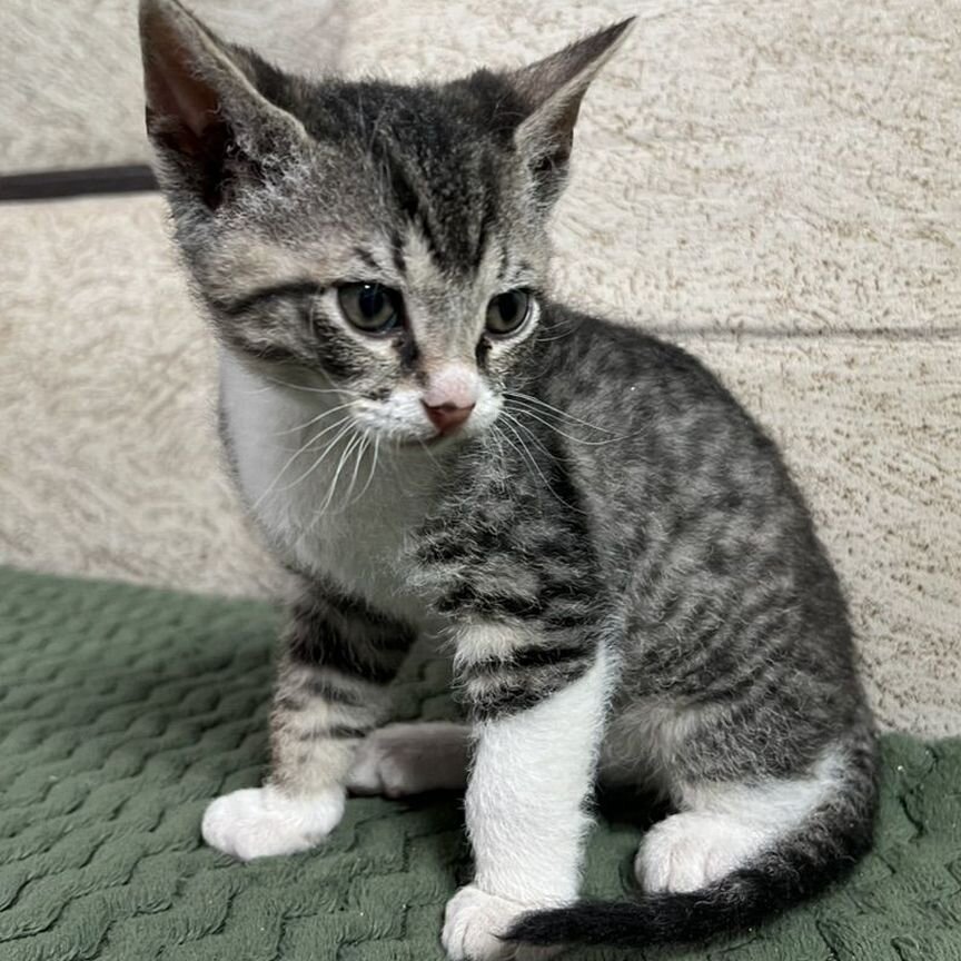 Донской сфинкс котёнок