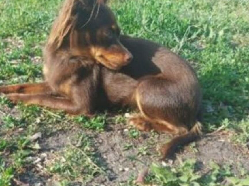 Продам щенков