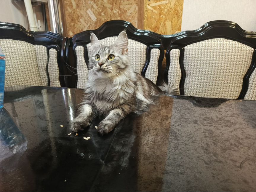 Котята Мейн Кун