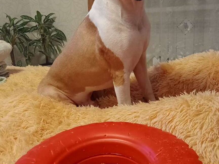 Игровое кольцо для собак