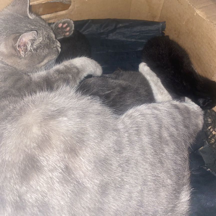 Отдадим 3 котенка в добрые руки