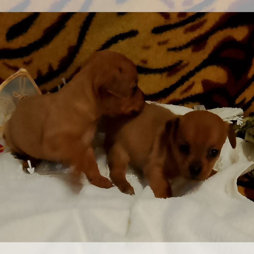 Чихуахуа, щенок