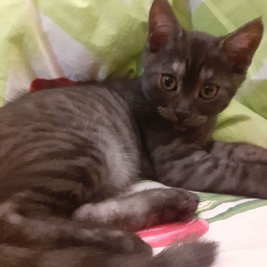 Котёнок в добрые руки