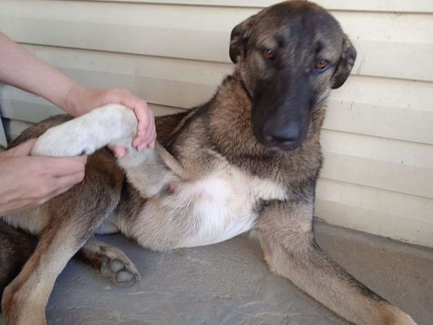 Собака в добрые руки отдам бесплатно