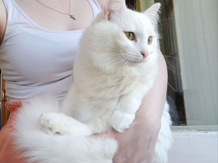 Кошка Сима в добрые руки, стерилизованна