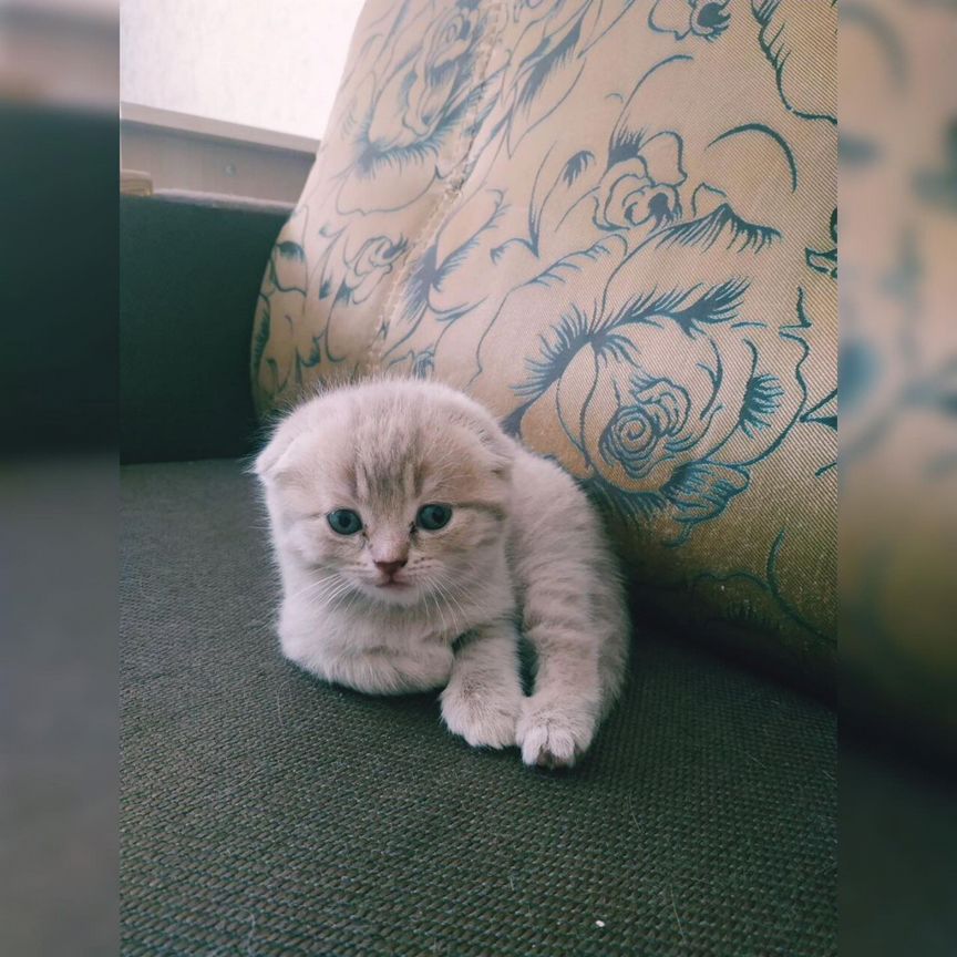 Шотландские вислоухие