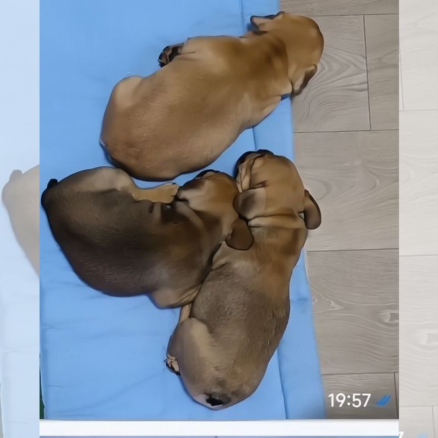 Французский бульдог, щенок