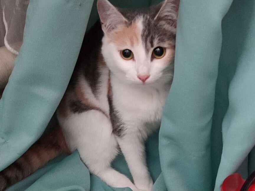 Кошечка Сисилия ищет дом