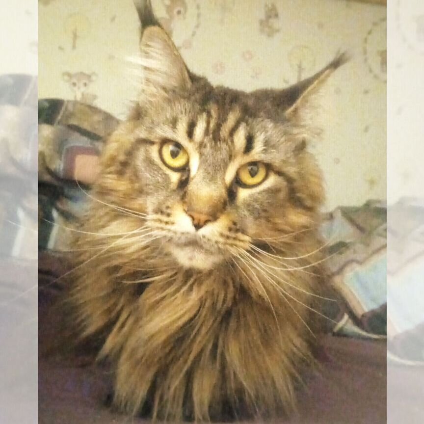 Мейн-кун, взрослая кошка