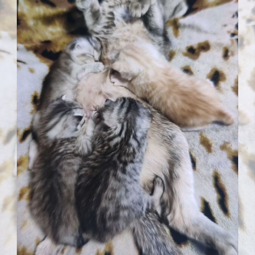 Шотландский вислоухий короткошёрстный котёнок