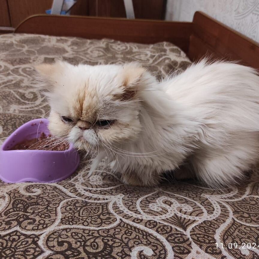 Отдаётся кошка перс