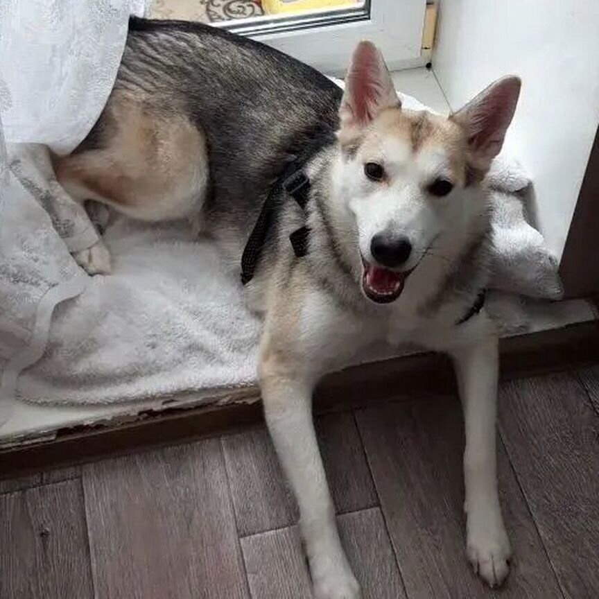 Лайка, щенок