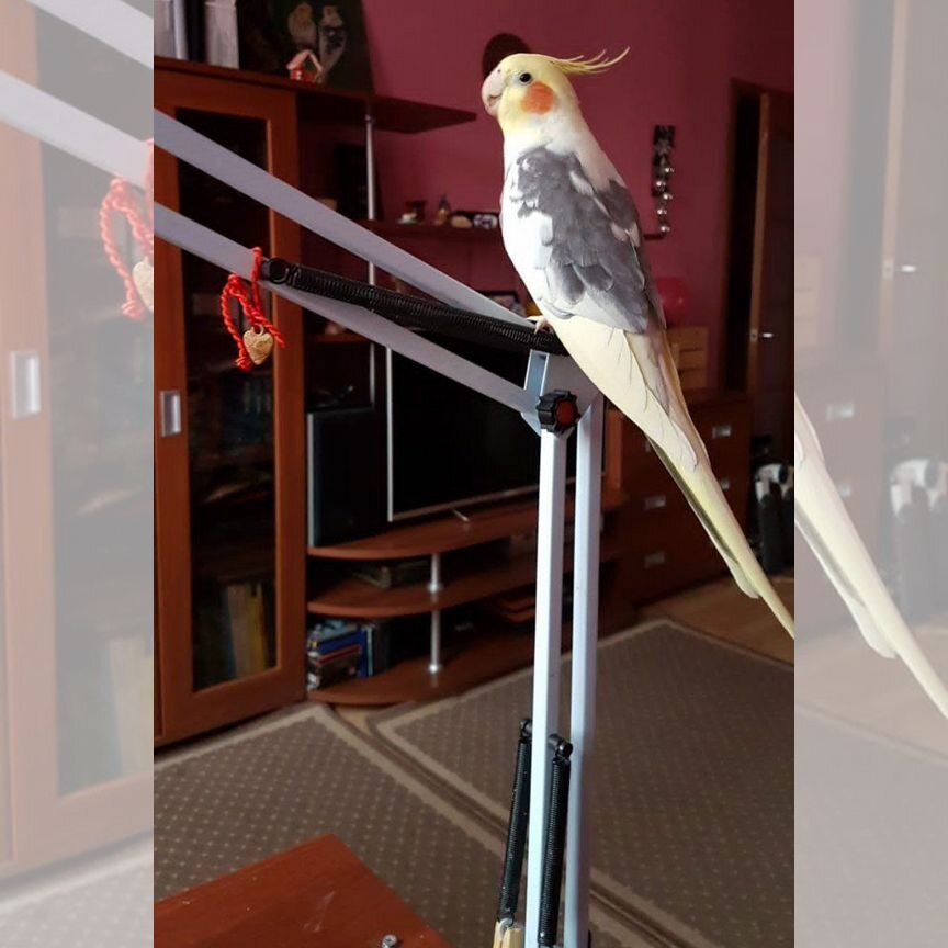 Отдам в добрые руки попугая