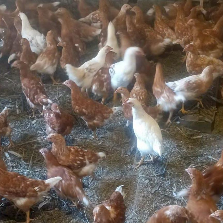 Куры молодки несушки