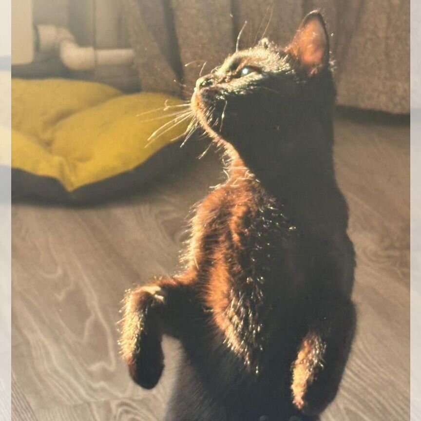 Кошка Гита