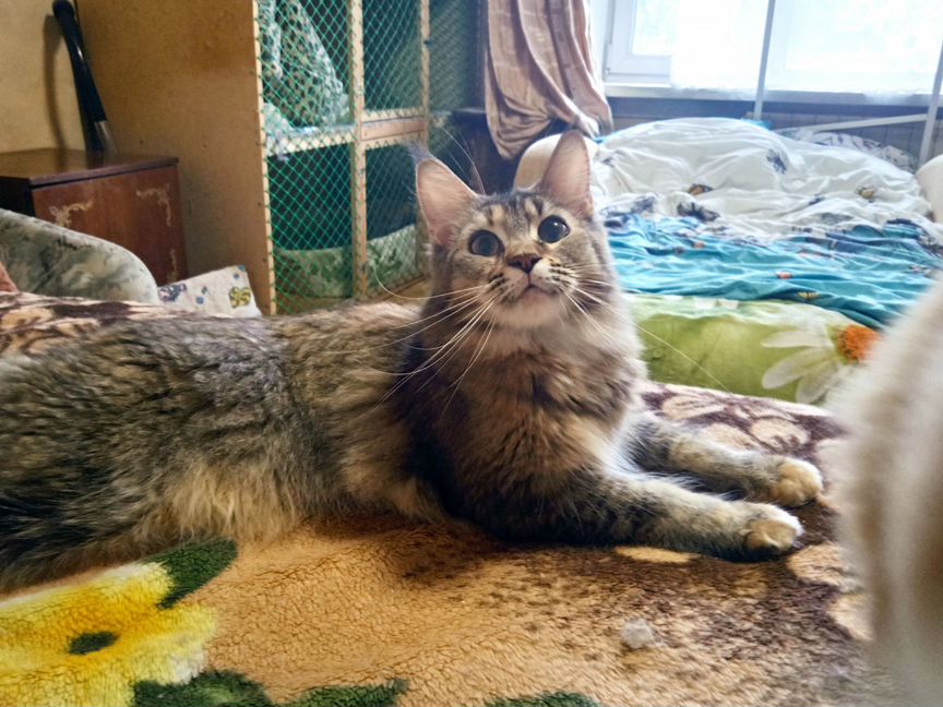 Кошки