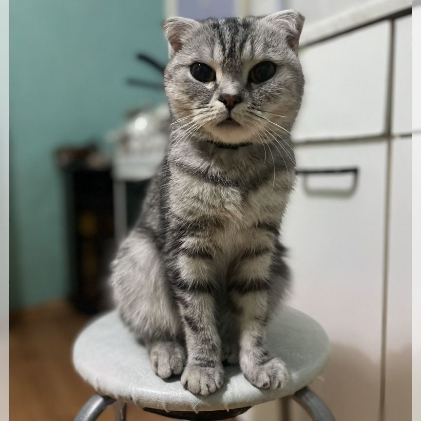 Шотландские вислоухие котята