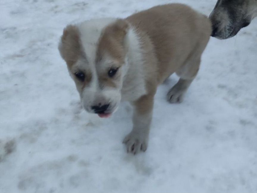 Собака алабай на фото есть их батя )