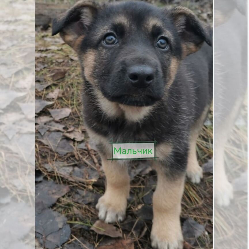 Бельгийская овчарка, щенок