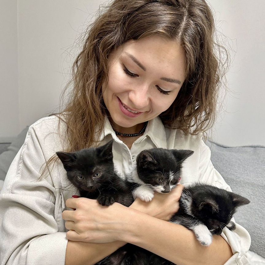 Котята 1.5 месяца, в добрые руки