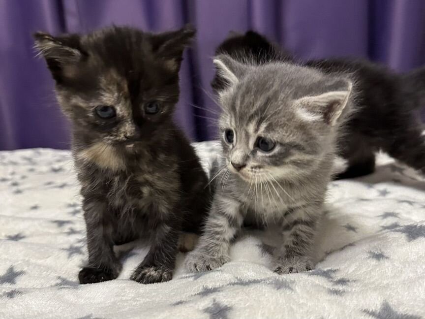 Котята в добрые руки