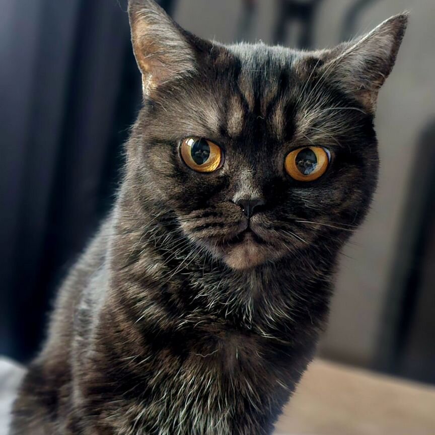 Кошка британец бесплатно