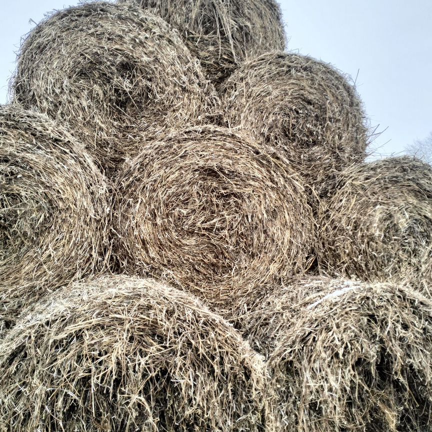Продам сено в рулонах