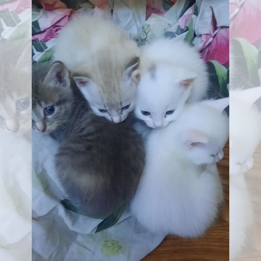 Котёнок в добрые руки