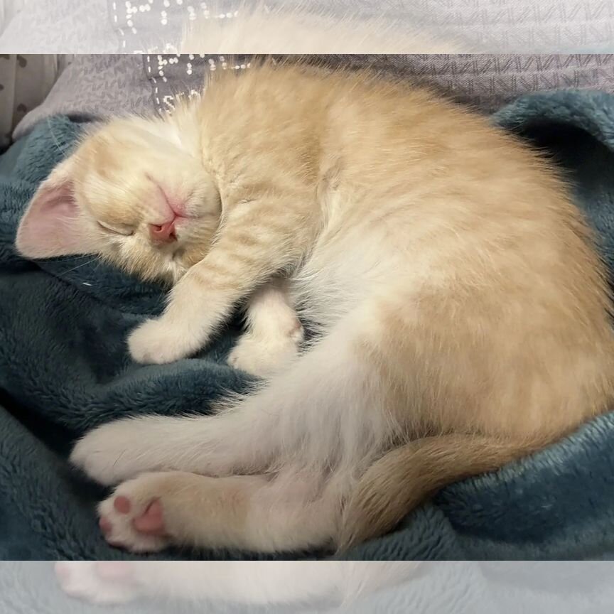 Мейн-кун котёнок