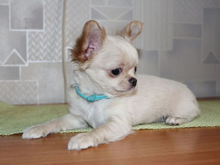 Мальчик чихуахуа дш