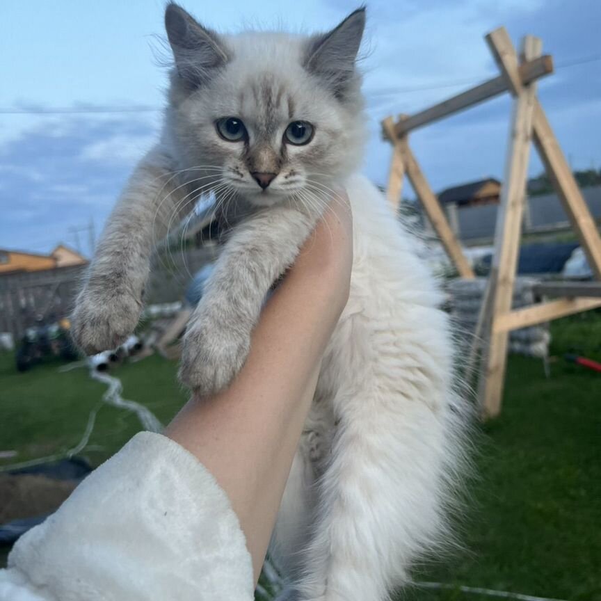 Котята, кошечка, кошка