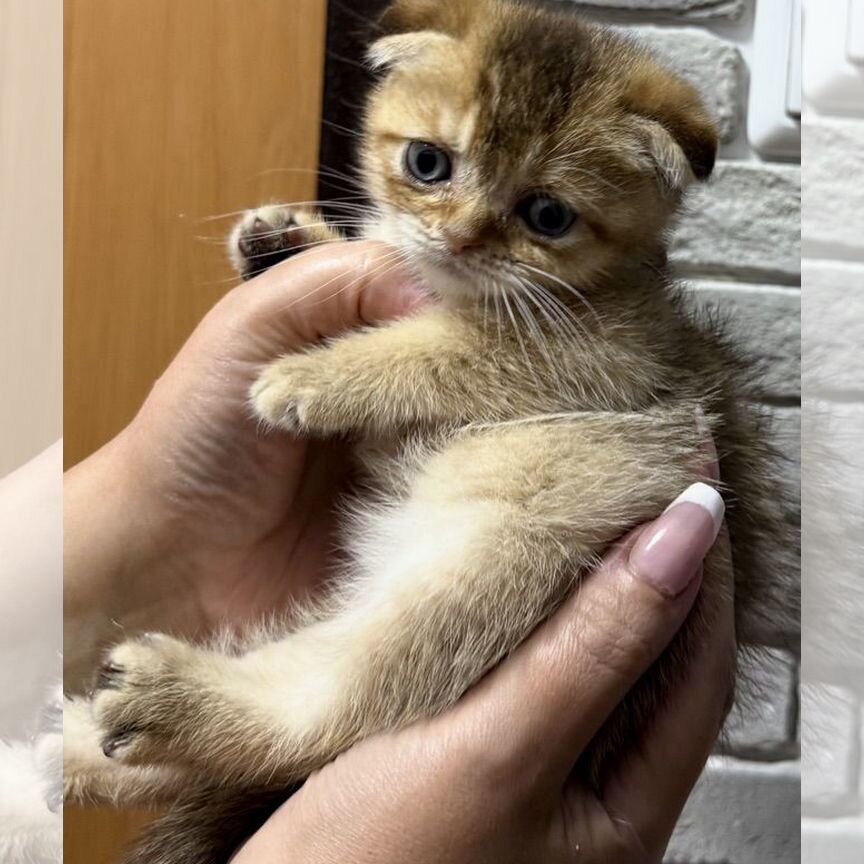 Шотландский вислоухий короткошёрстный котёнок