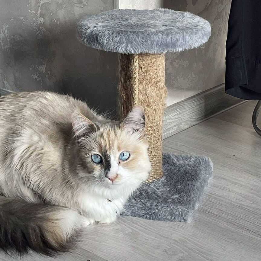 Когтеточка