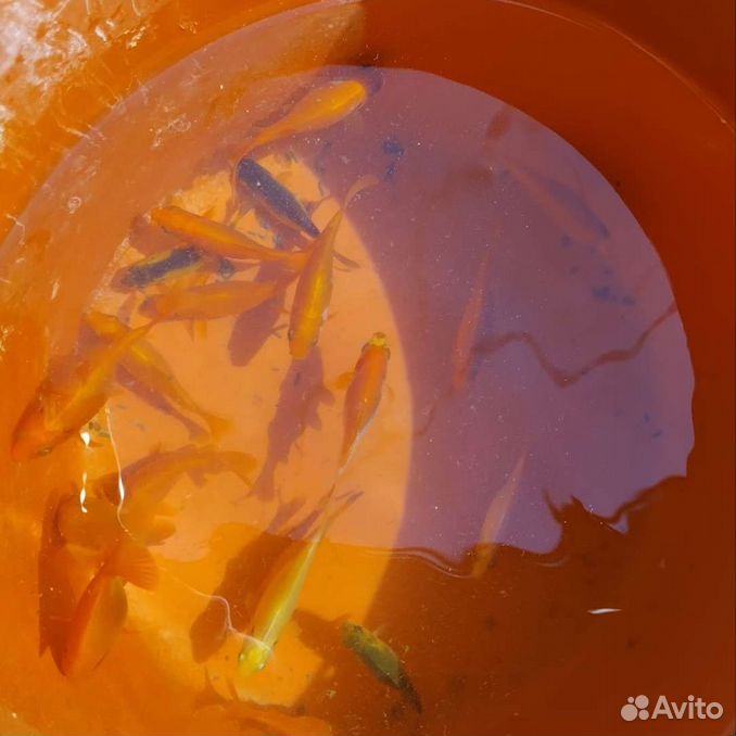 Мальки кометы