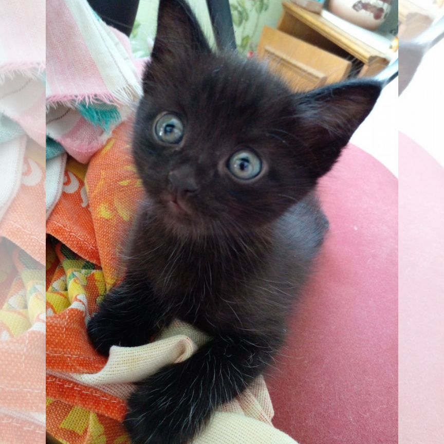 Котик